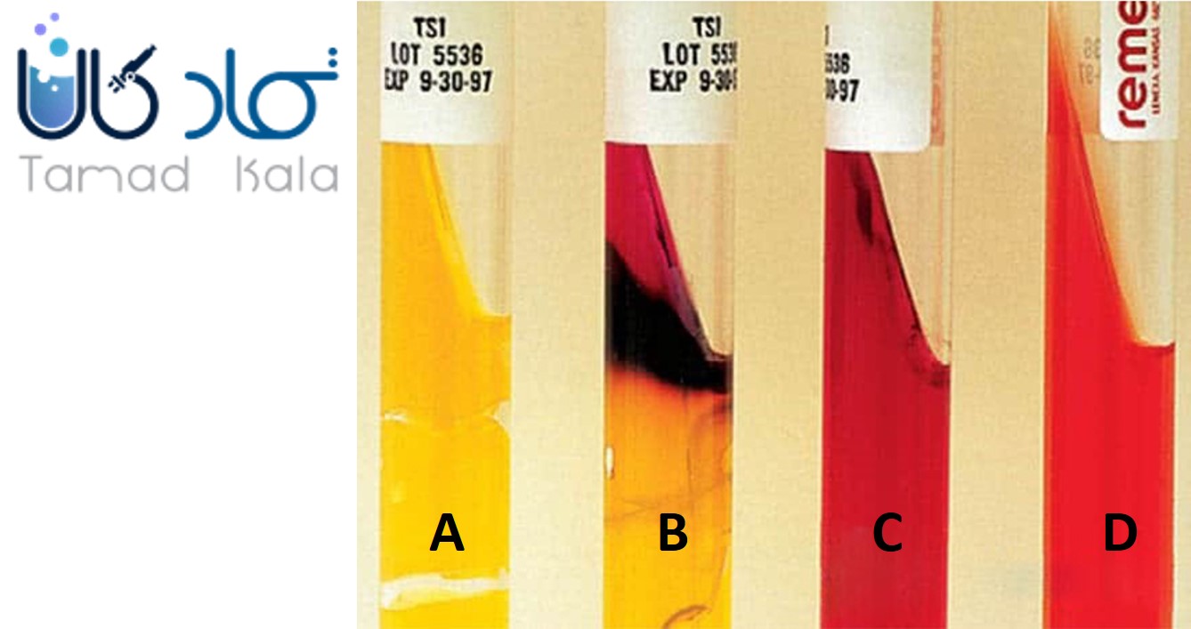 همه چیز درباره محیط کشت TSI | اصول، فرایند، کاربرد و تفسیر محیط کشت TSI